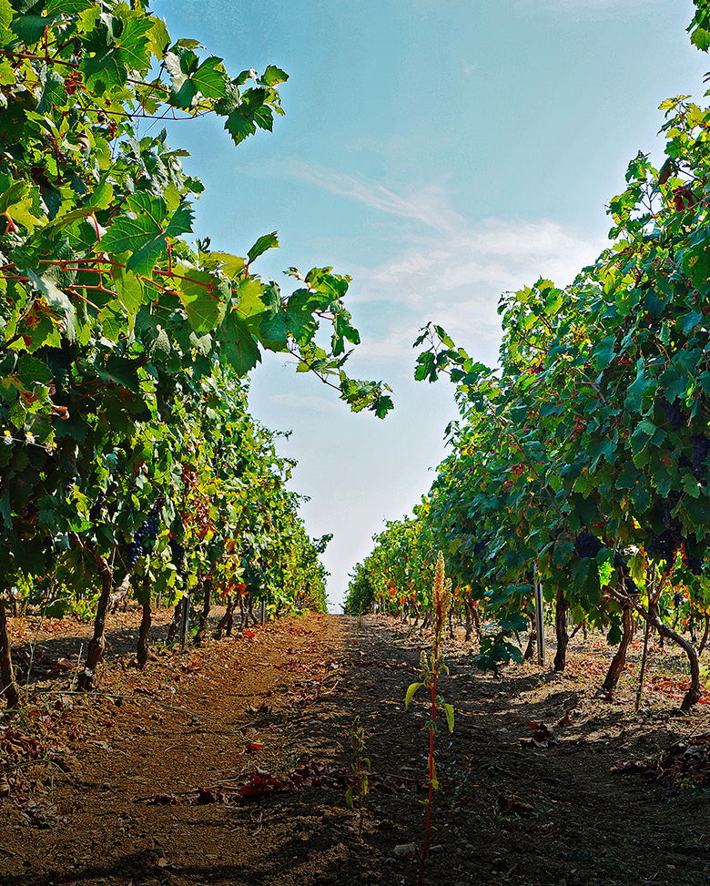 Agricola Felline - Consolidati